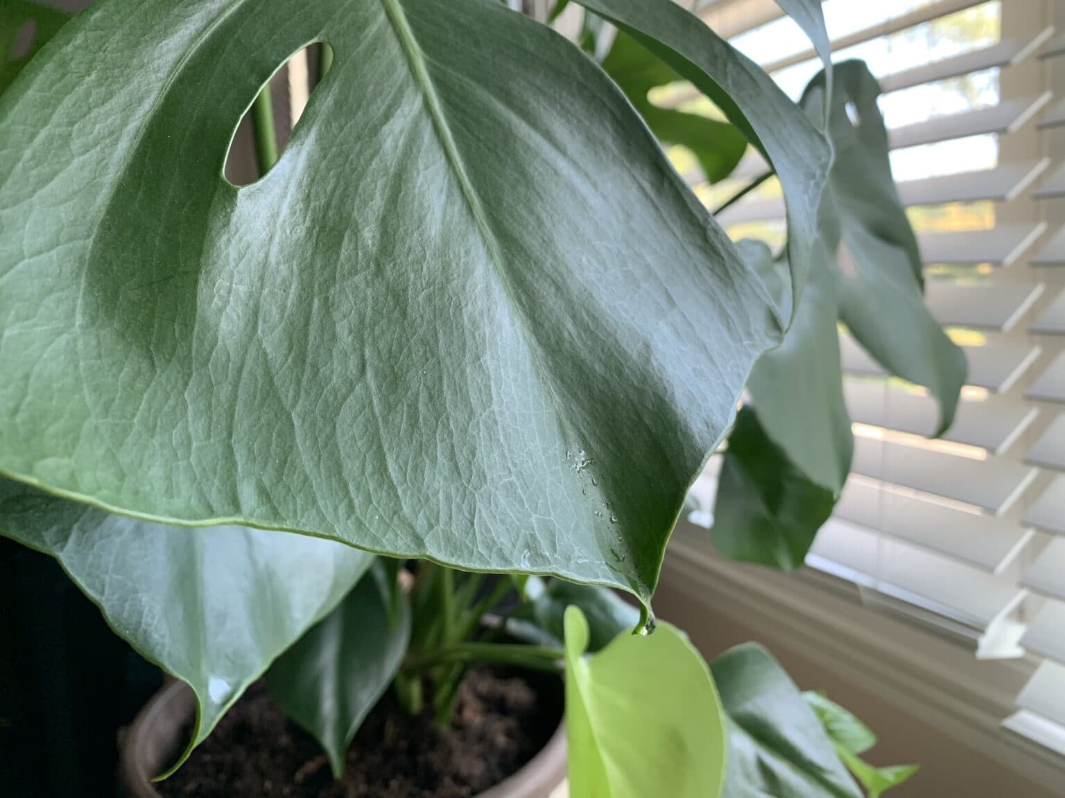 Why is my Monstera Leaves Dripping Water? - Planting 101