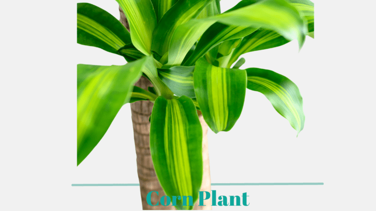 Beginner's Guide: How to Care for Corn Plant (Dracaena fragrans ...