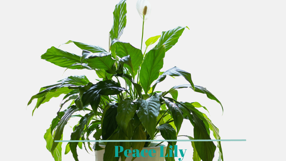 Beginner's Guide: How to Grow Peace Lily (Spathiphyllum spp) - Planting 101