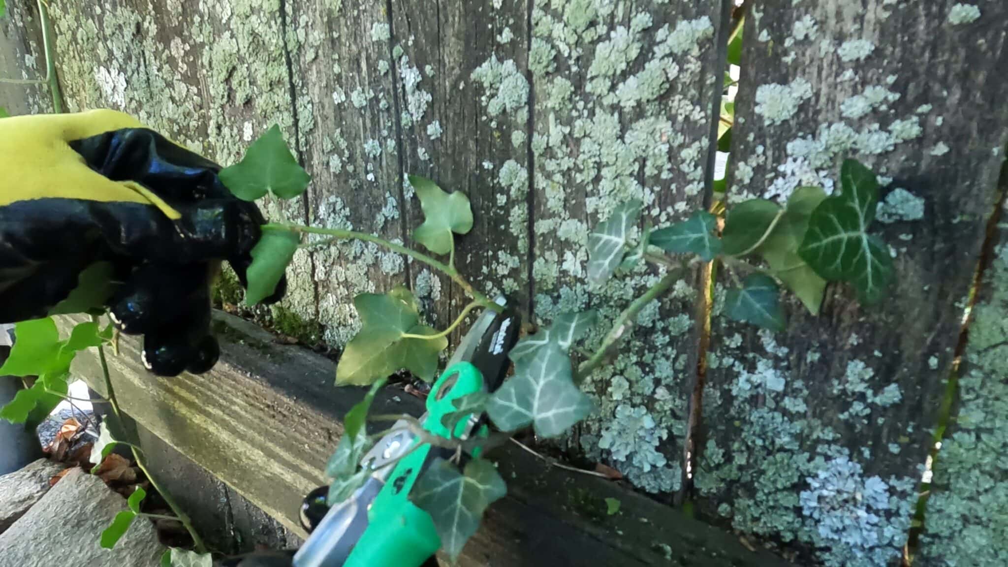 How to Propagate English Ivy from an Outdoor Plant to an Indoor Plant ...