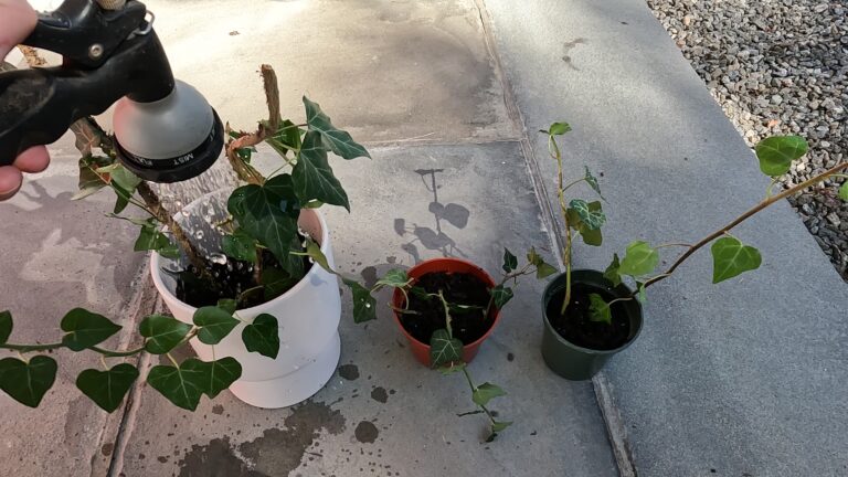 How to Propagate English Ivy from an Outdoor Plant to an Indoor Plant ...