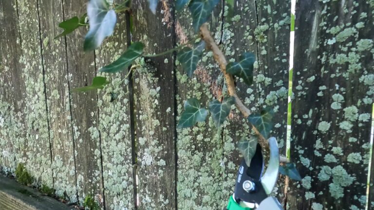 How to Propagate English Ivy from an Outdoor Plant to an Indoor Plant ...