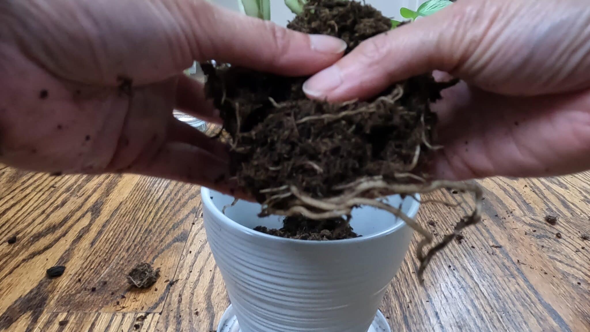 How to Repot Heartleaf Philodendron (video) - Planting 101