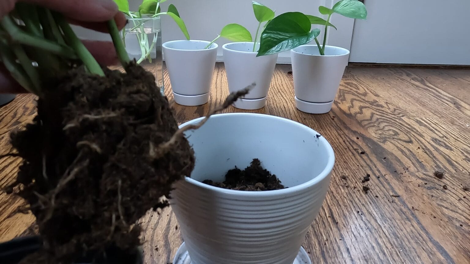 How to Repot Heartleaf Philodendron (video) - Planting 101