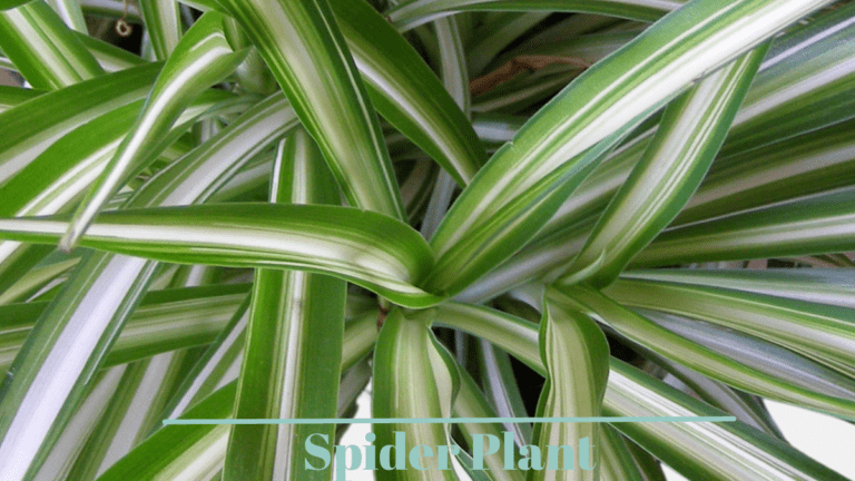 Beginner's Guide: How to Care for your Spider Plant (Chlorophytum ...