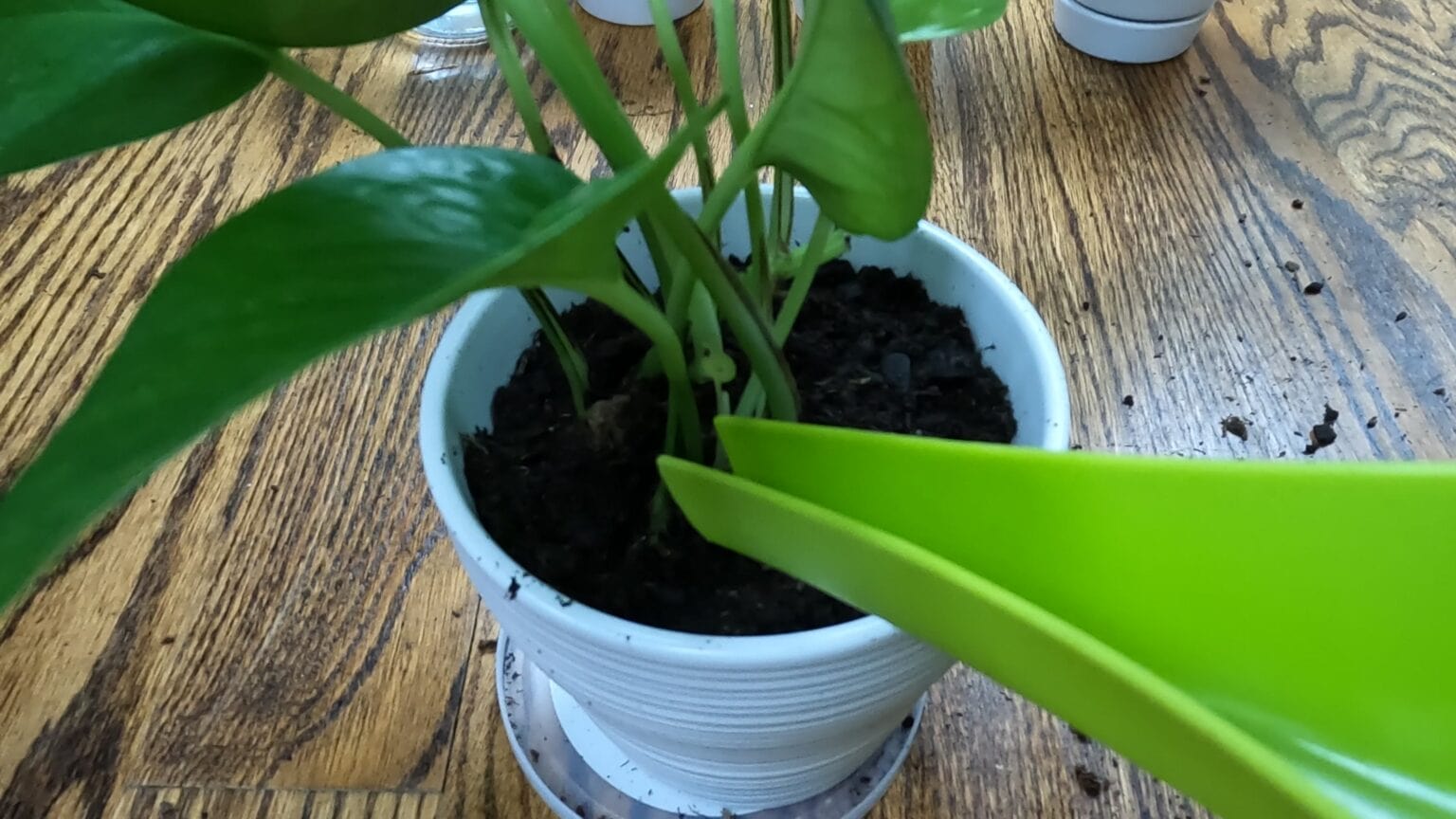 How to Repot Heartleaf Philodendron (video) - Planting 101