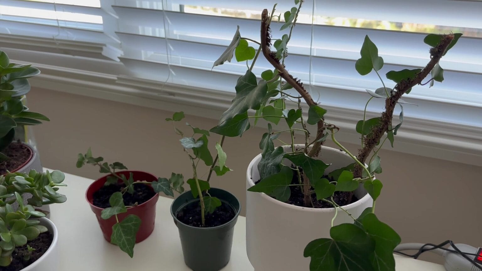 How to Propagate English Ivy from an Outdoor Plant to an Indoor Plant ...