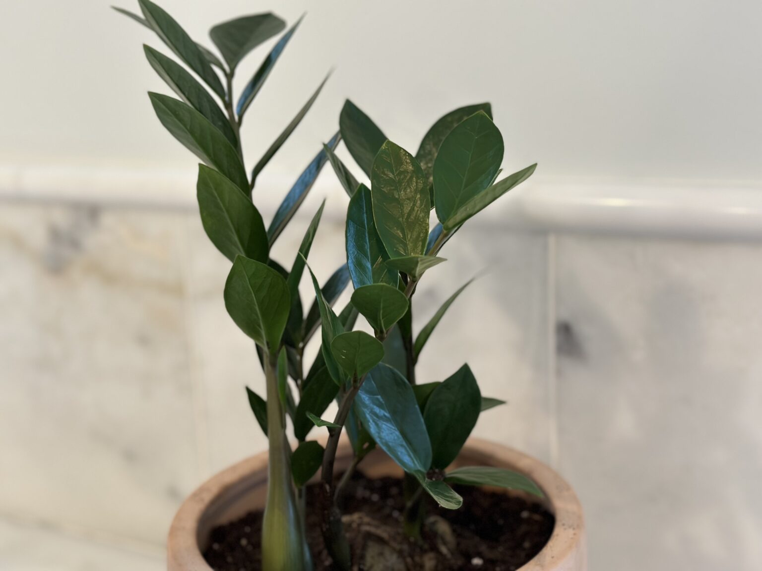 What to do with the new ZZ plant that you bring home (Do's & Don'ts ...
