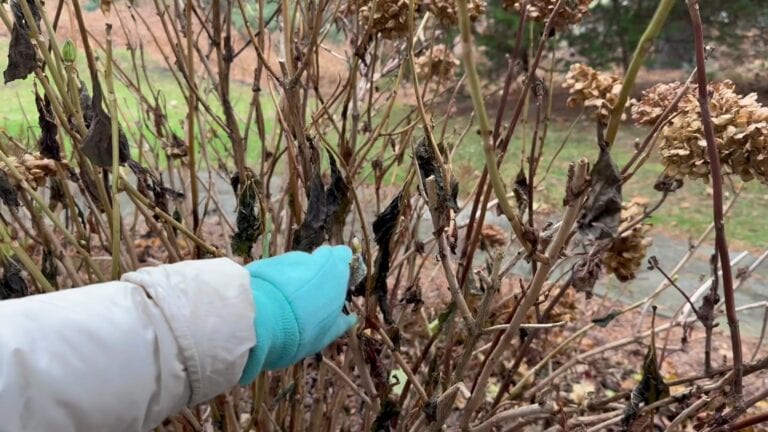 Lazy Gardener's Guide to Hydrangea Fall Care - Planting 101