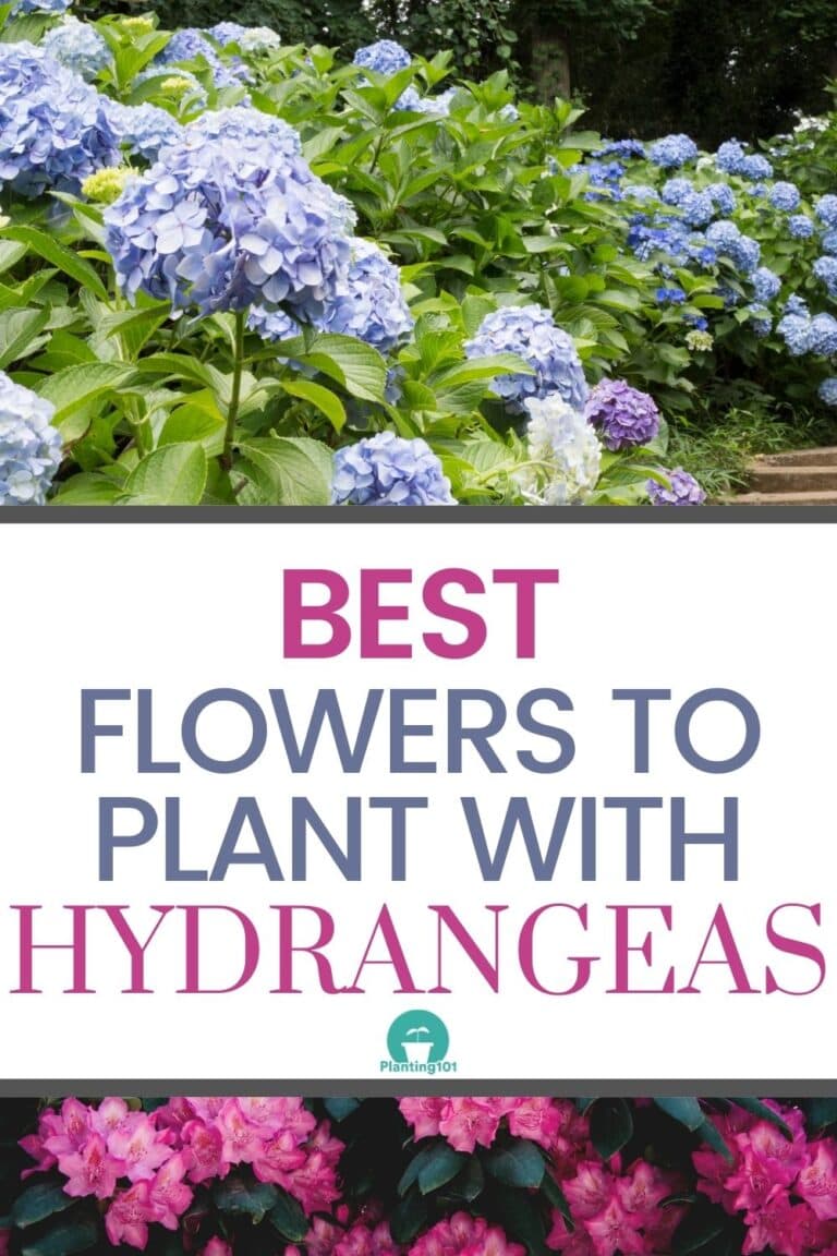 Best Flowers to Plant with Hydrangeas - Planting 101