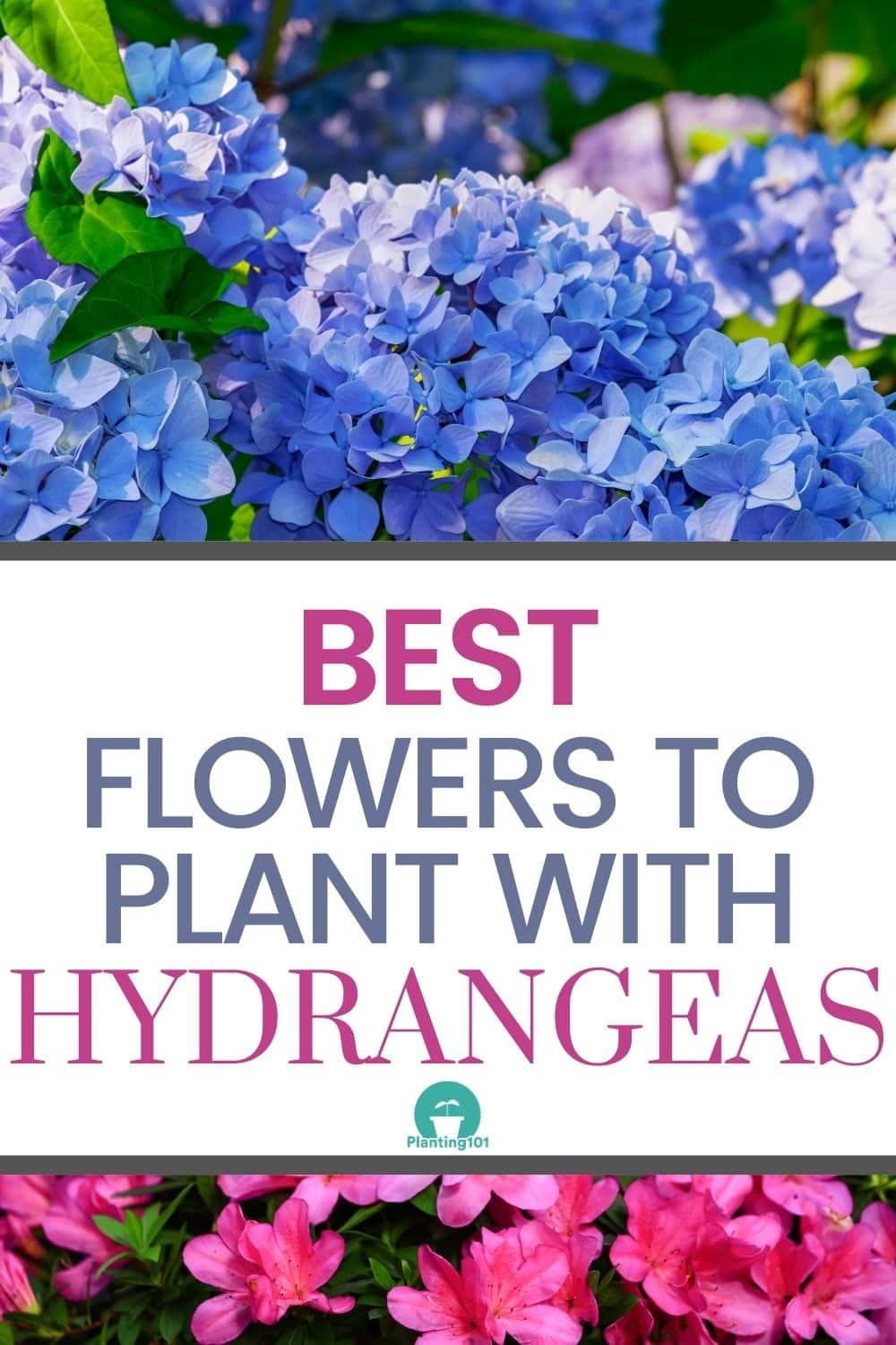 Best Flowers to Plant with Hydrangeas - Planting 101