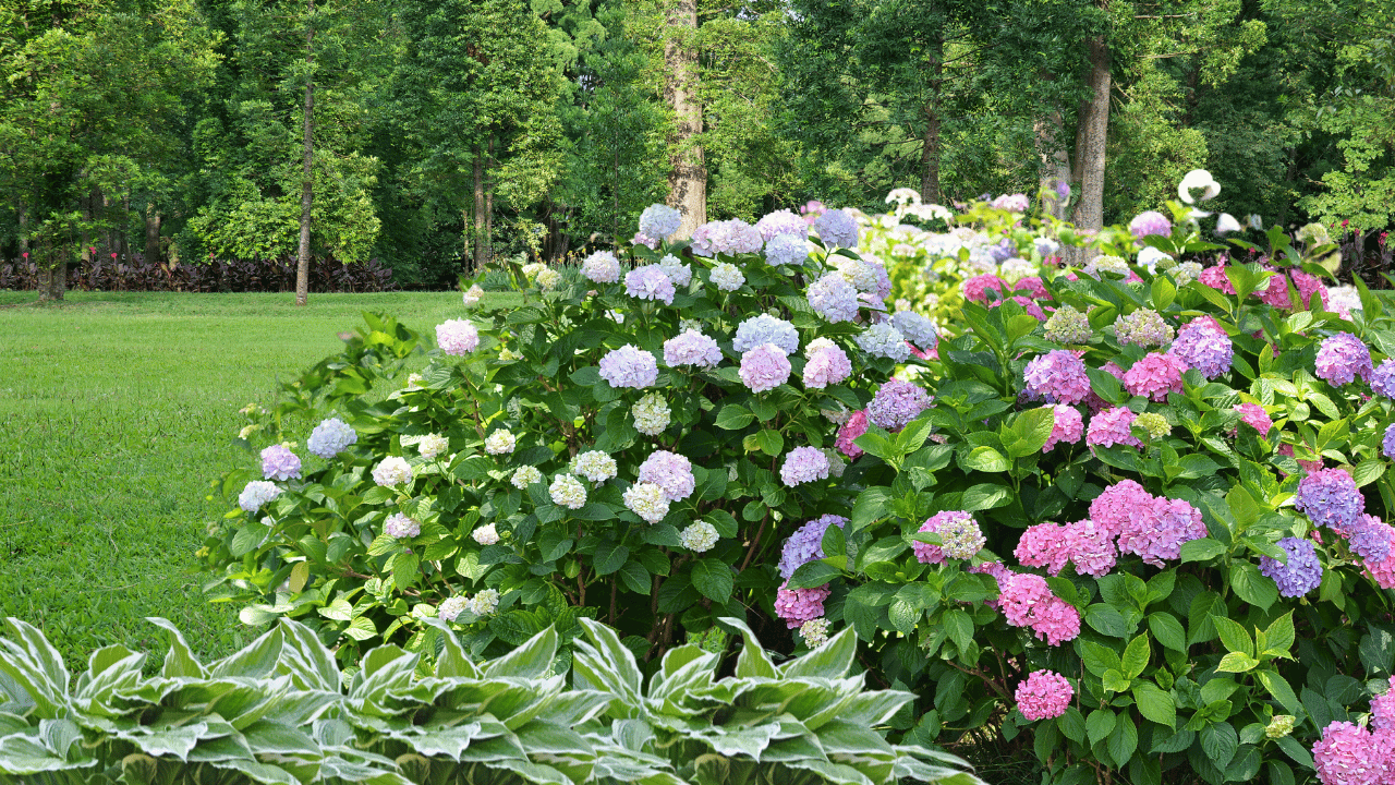 Why Plant Hydrangeas and Hostas Together? - Planting 101