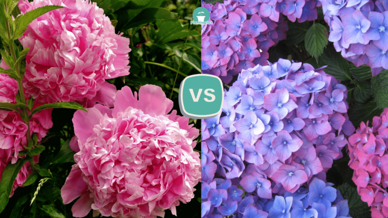 Peonies vs Hydrangeas: Which is Best? - Planting 101