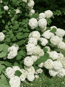 Annabelle Hydrangea Care for Lazy Gardeners - Planting 101