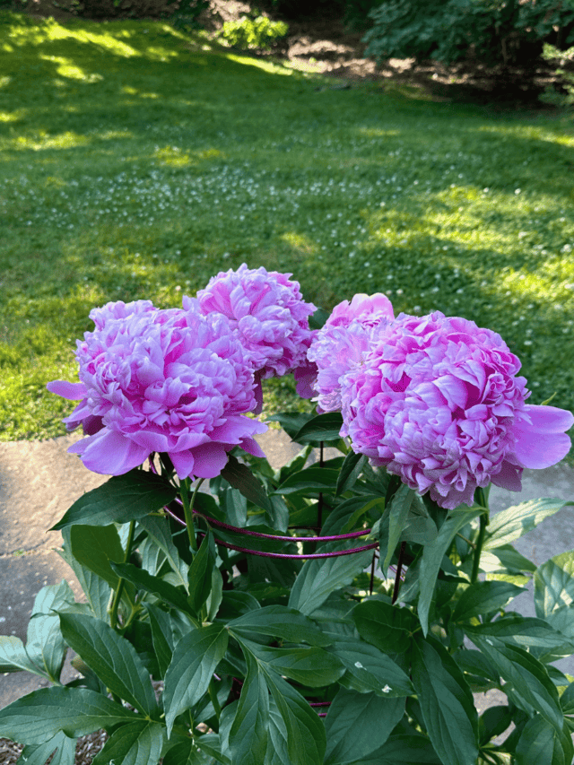 How to Stake Peonies After They Bloom - Planting 101