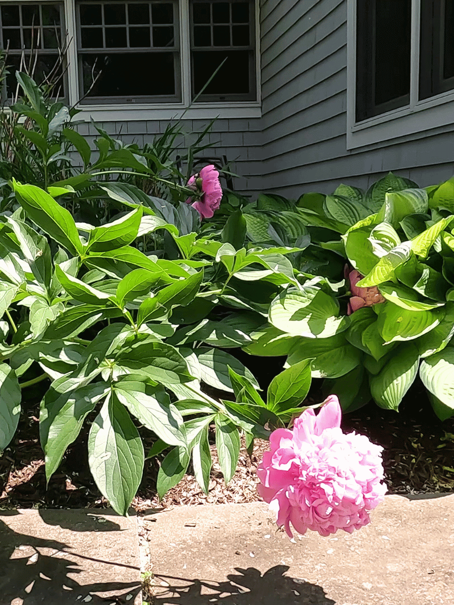 How to Stake Peonies After They Bloom - Planting 101