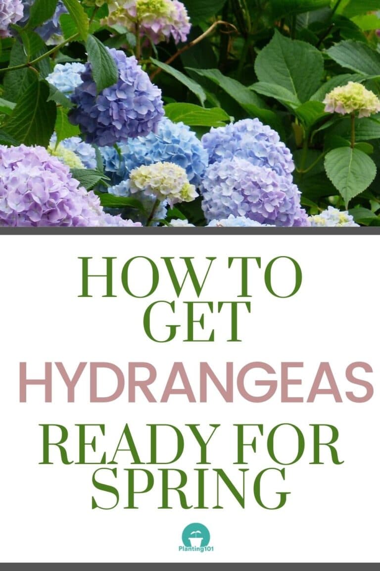 How to Prepare Your Hydrangeas for Spring - Planting 101