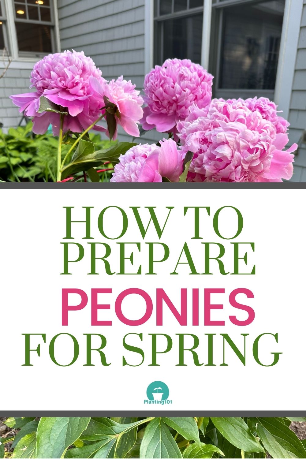 How to Get Peonies Ready for Spring - Planting 101