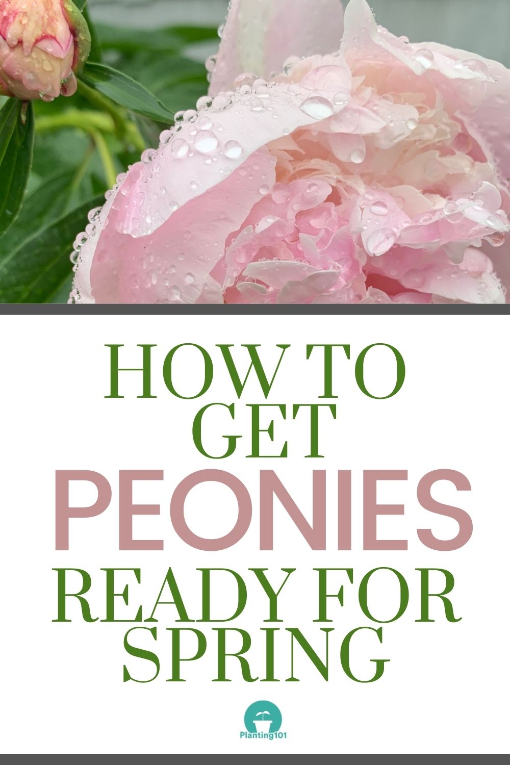 How to Get Peonies Ready for Spring - Planting 101