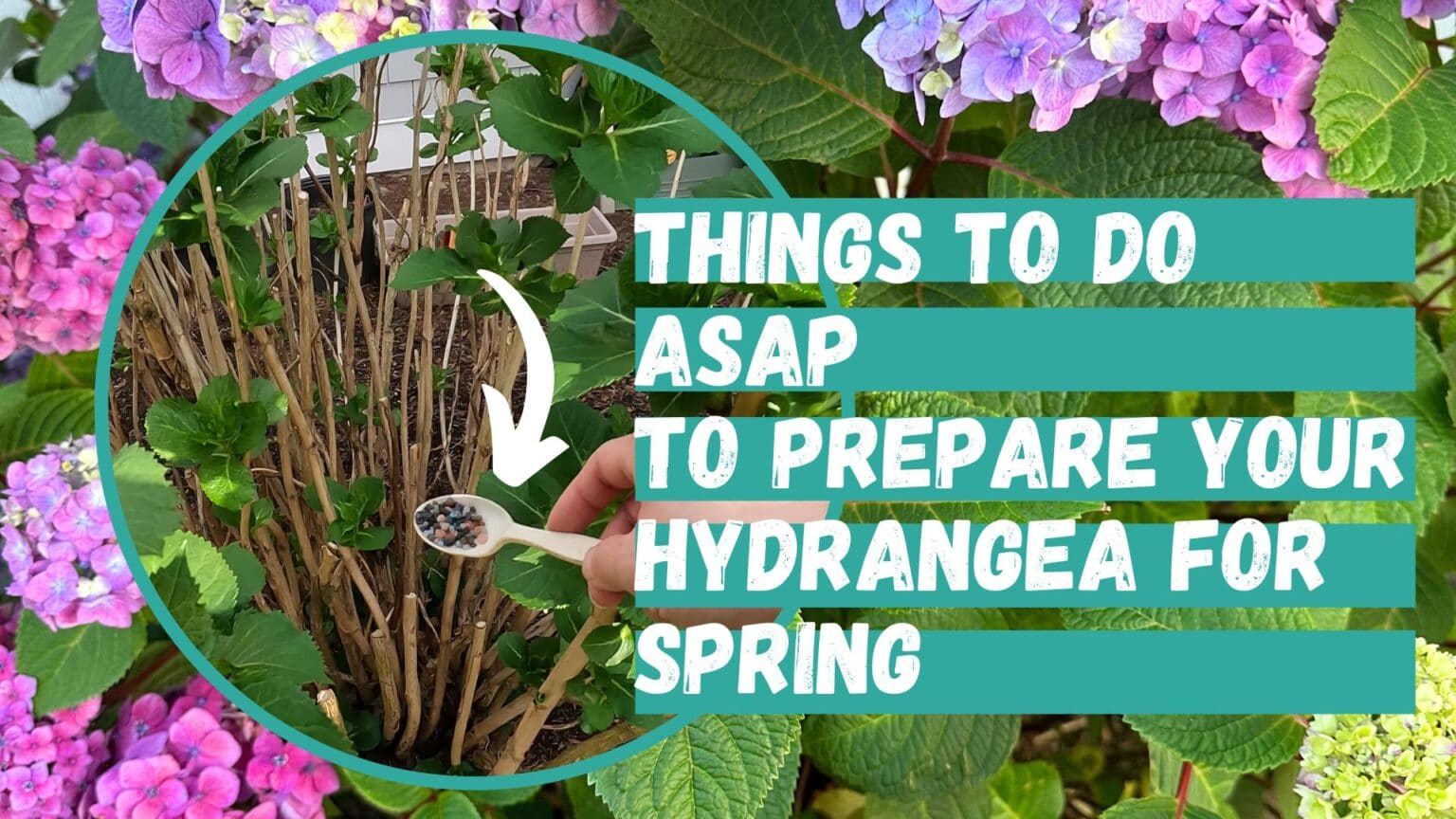 How to Prepare Your Hydrangeas for Spring - Planting 101