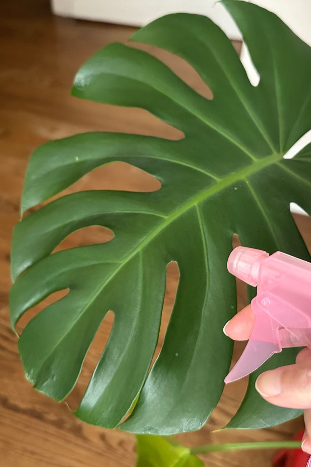 10 Monstera Mistakes to Avoid - Planting 101