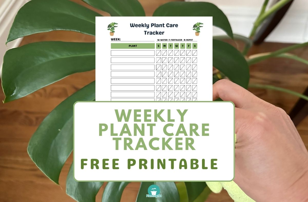 Beginner's Guide: How to Care for Your Caladium - Planting 101