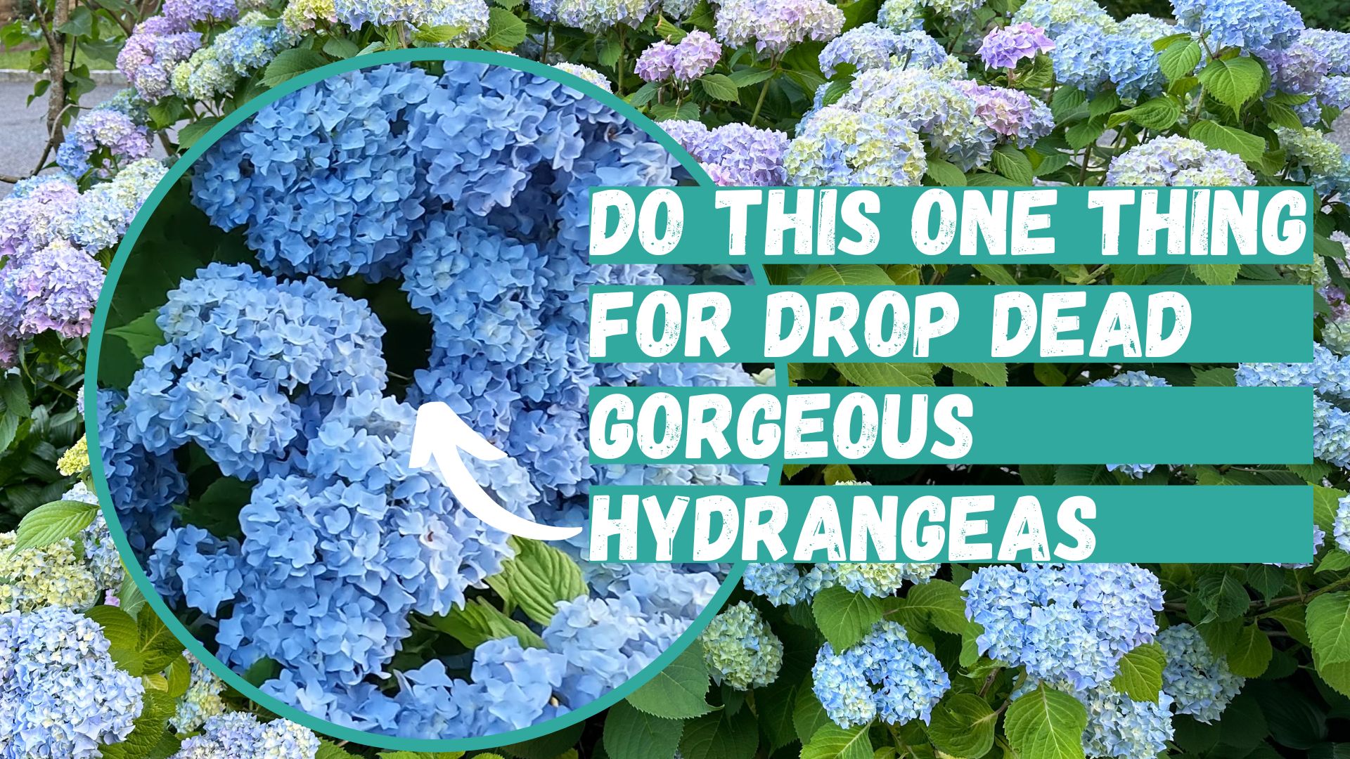 The Surprising Trick Behind Every Drop Dead Gorgeous Hydrangea ...