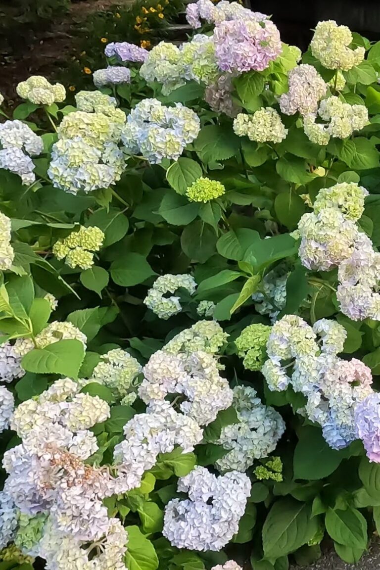 How Often Should You Water Hydrangeas? - Planting 101