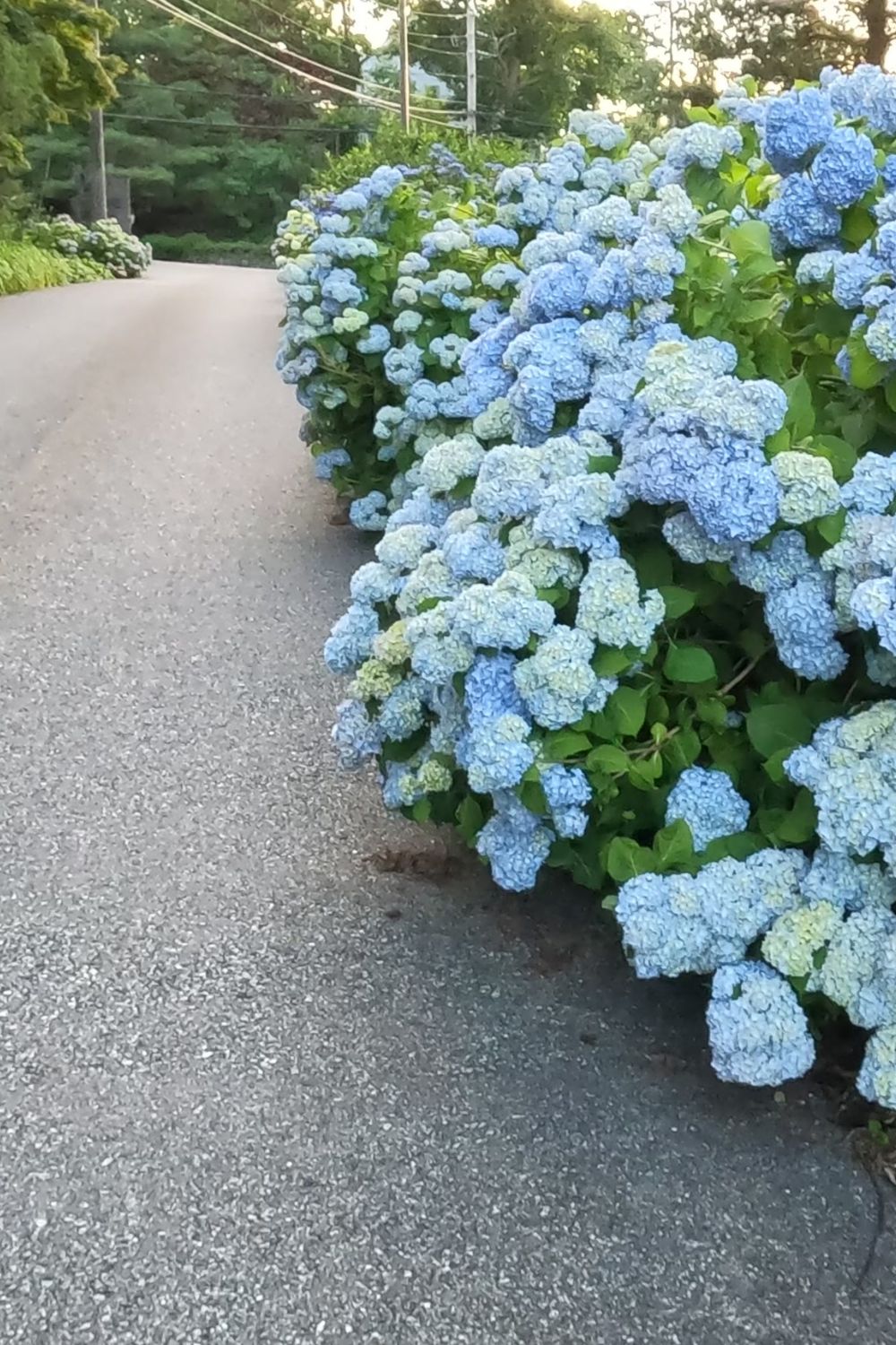 Hydrangea Planting Zones Guide: Choose the Best Hydrangea to Plant ...