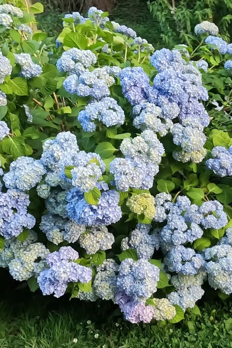 How Often Should You Water Hydrangeas? - Planting 101