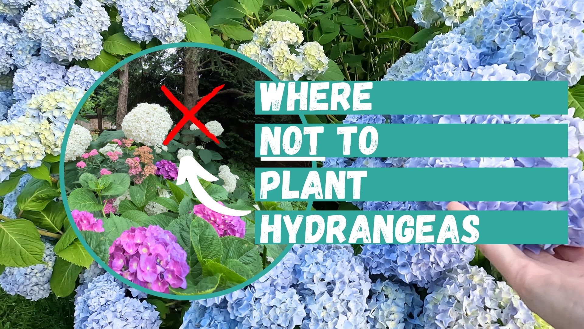 Where NOT to Plant Hydrangeas: 6 Common Planting Location Mistakes to Avoid - Planting 101