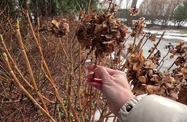Are My Hydrangeas Dead Or Alive? 7 Ways to Tell in the Winter ...